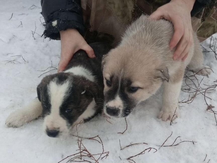 Собака в добрые руки