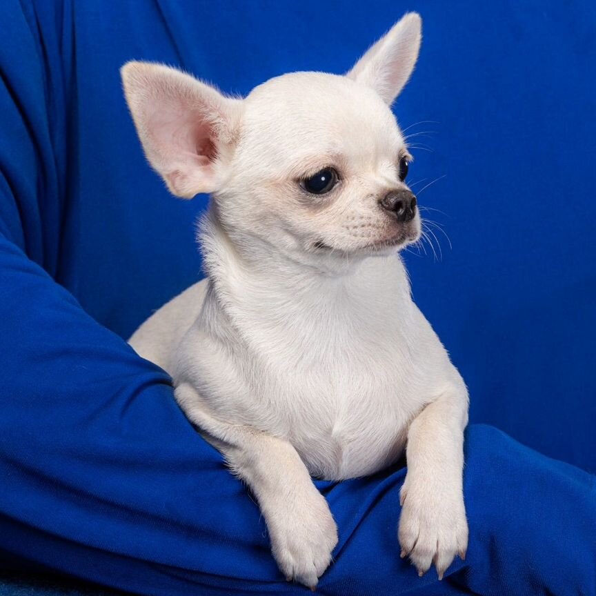 Мальчик чихуахуа гш