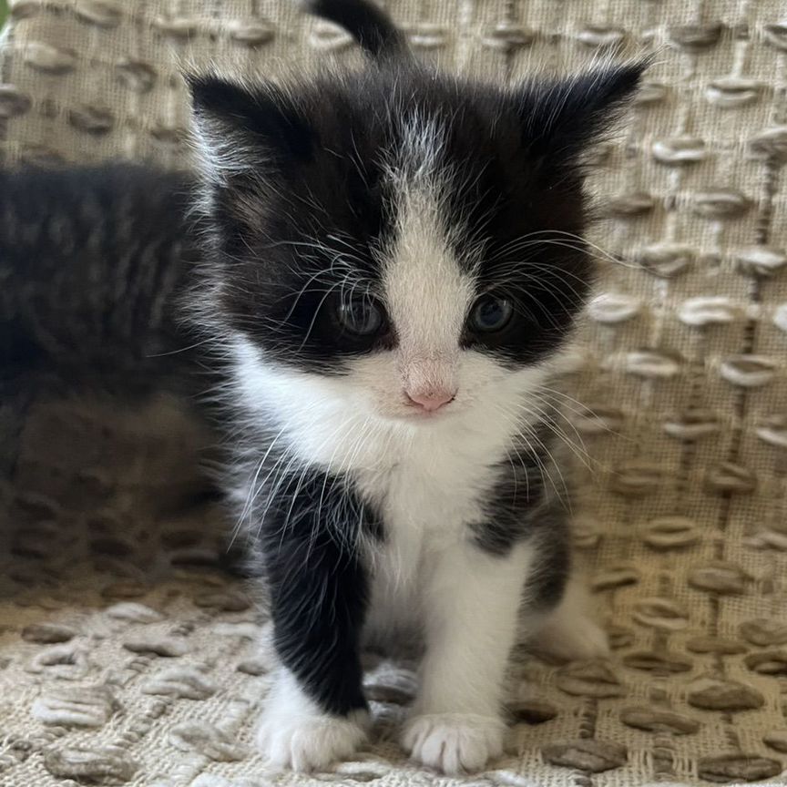 Котёнок в добрые руки