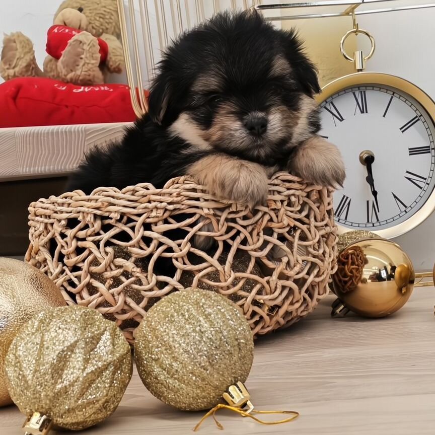 Мальтипу, щенок