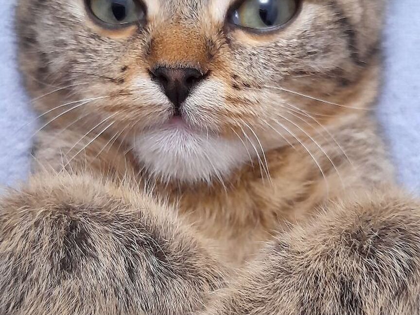 Котята в добрые руки бесплатно мальчик