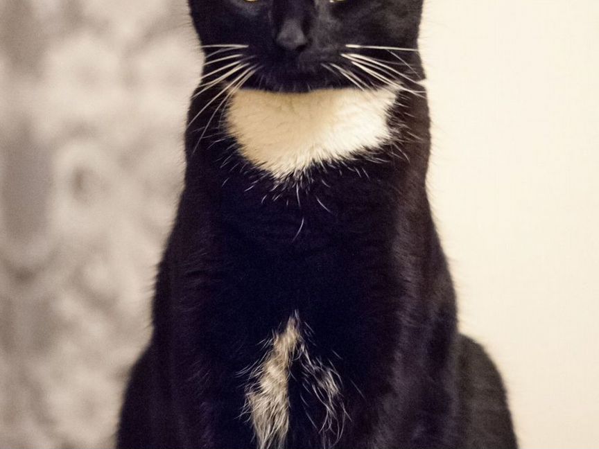 Котёнок Корниш - рекс 4,5 месяца