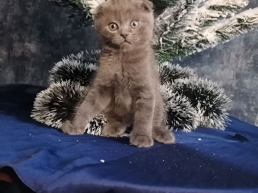 Шотландская вислоухая кошка