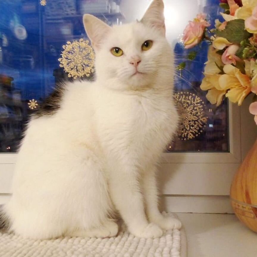 Кошечка Вита