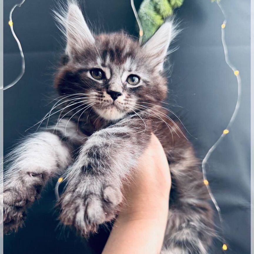 Мейн-кун котёнок