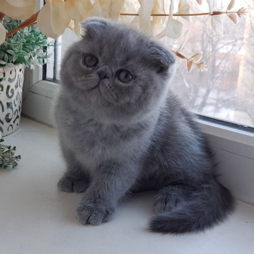 Мальчик экзот