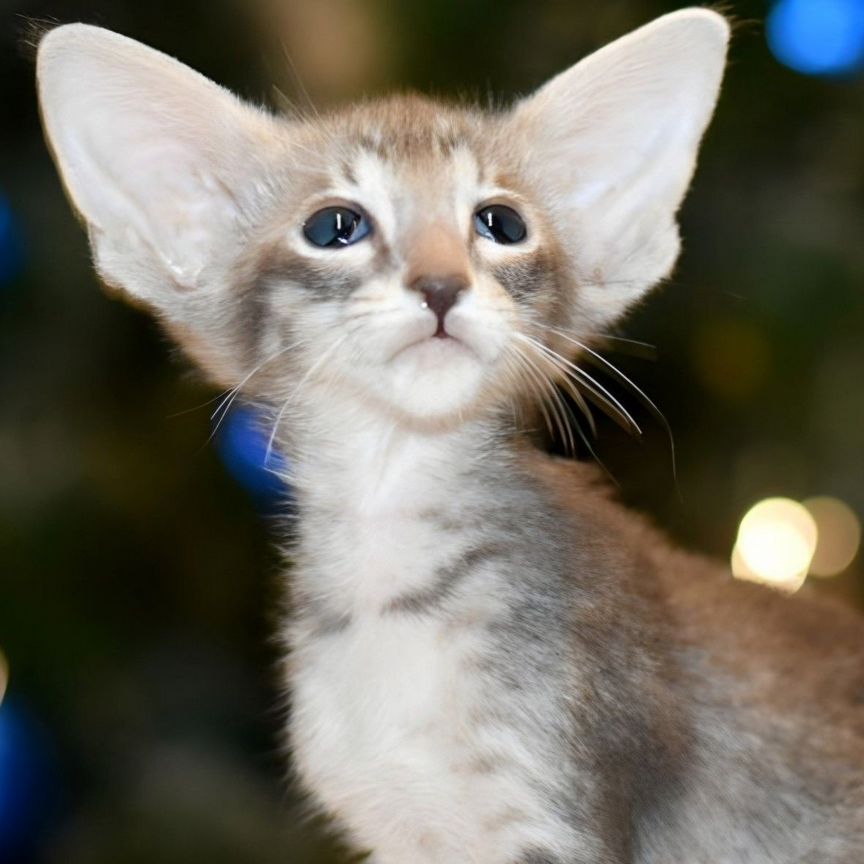 Ориентальный котёнок