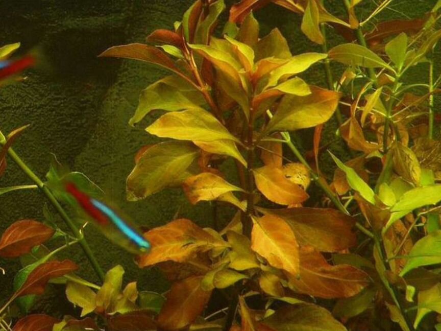 Аквариумные растения