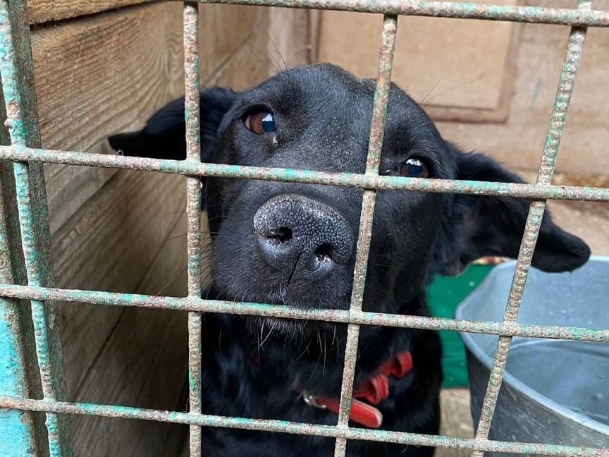 Коржик в добрые руки