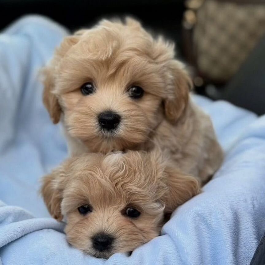 Мальтипу, щенок