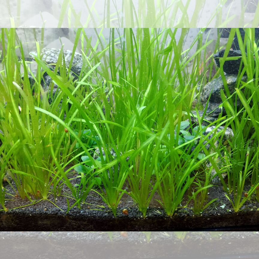Аквариумные растения валлиснерия