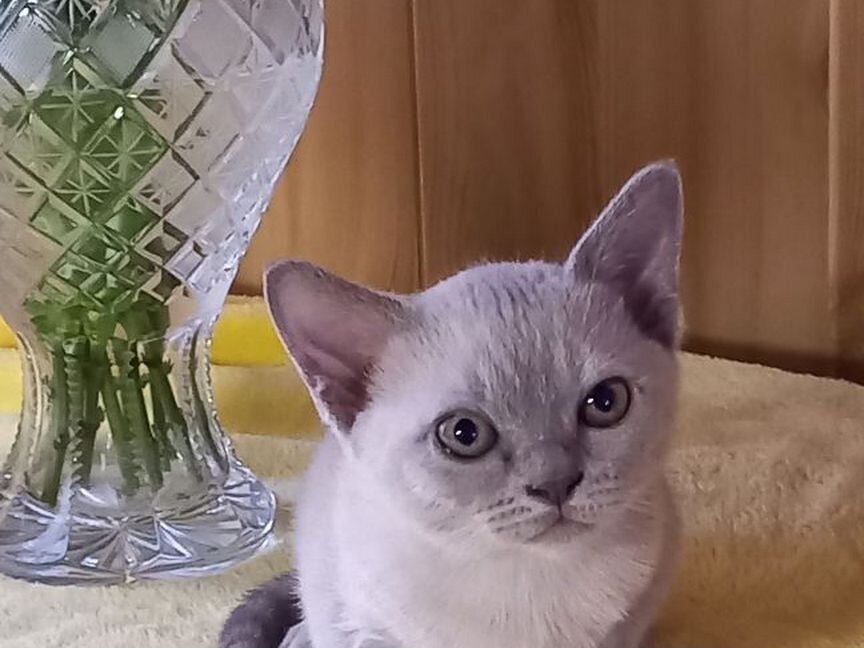 Бурманские котята