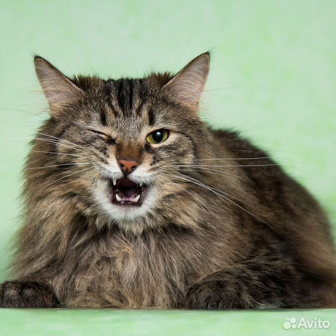 Кот Фундук ищет дом