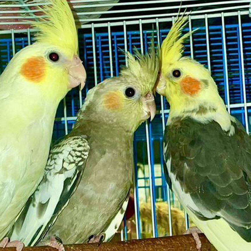 Попугай корелла,ручные