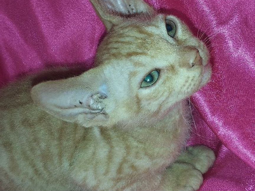 Канадский сфинкс котенок мальчик