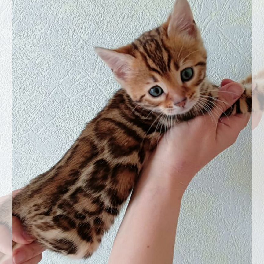 Бенгальская кошка можно в разведение