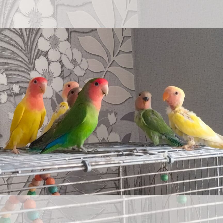 Неразлучники птенцы