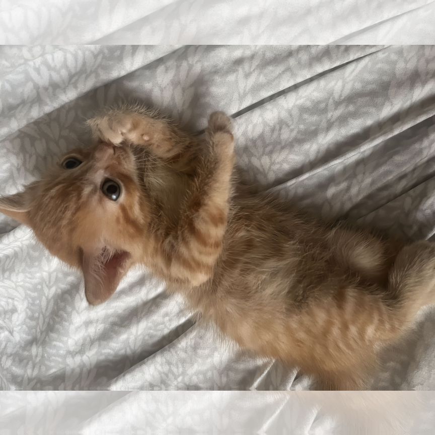 Котёнок в добрые руки