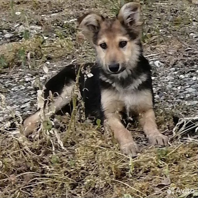 Мальчишка - шалунишка ищет дом