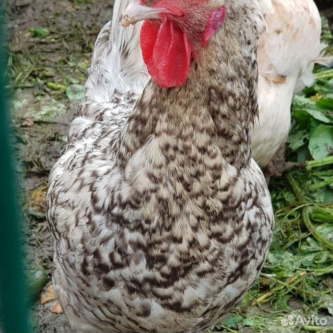 Семья Пушкинских кур