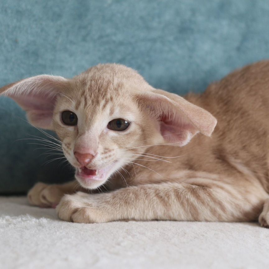 Котенок суперэкстрим