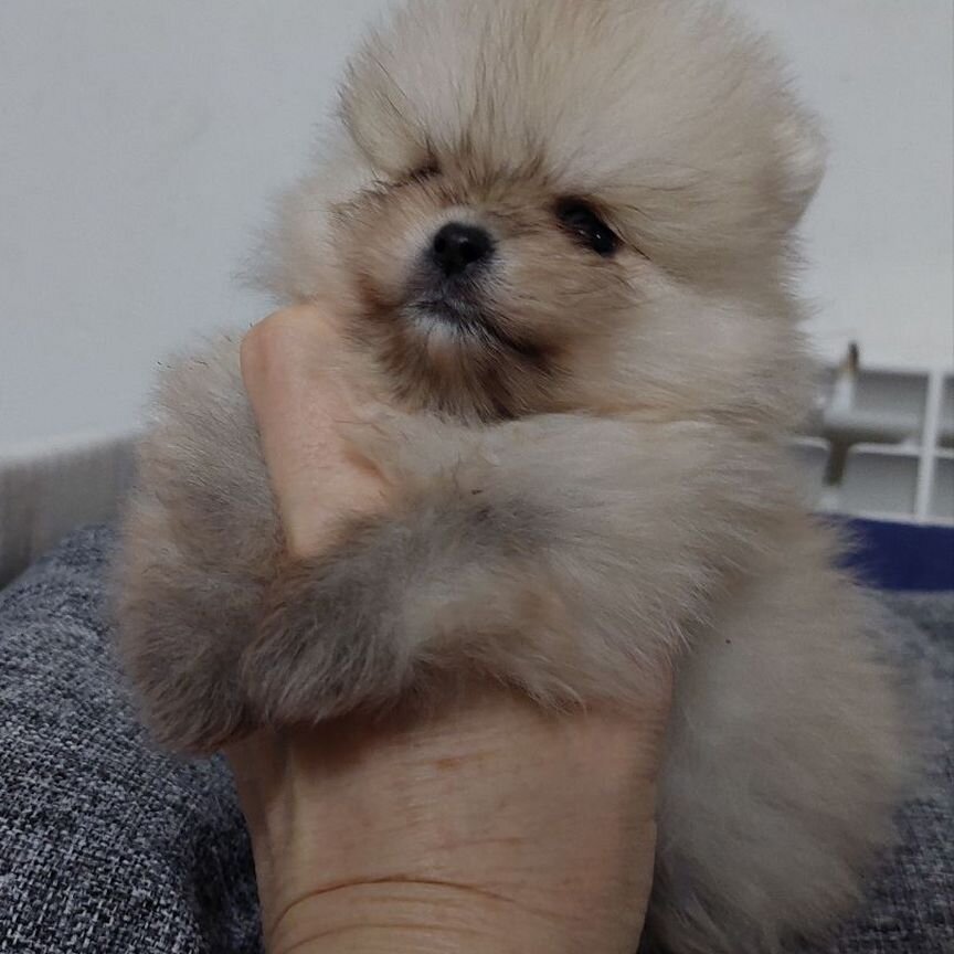 Щенки померанского шпица