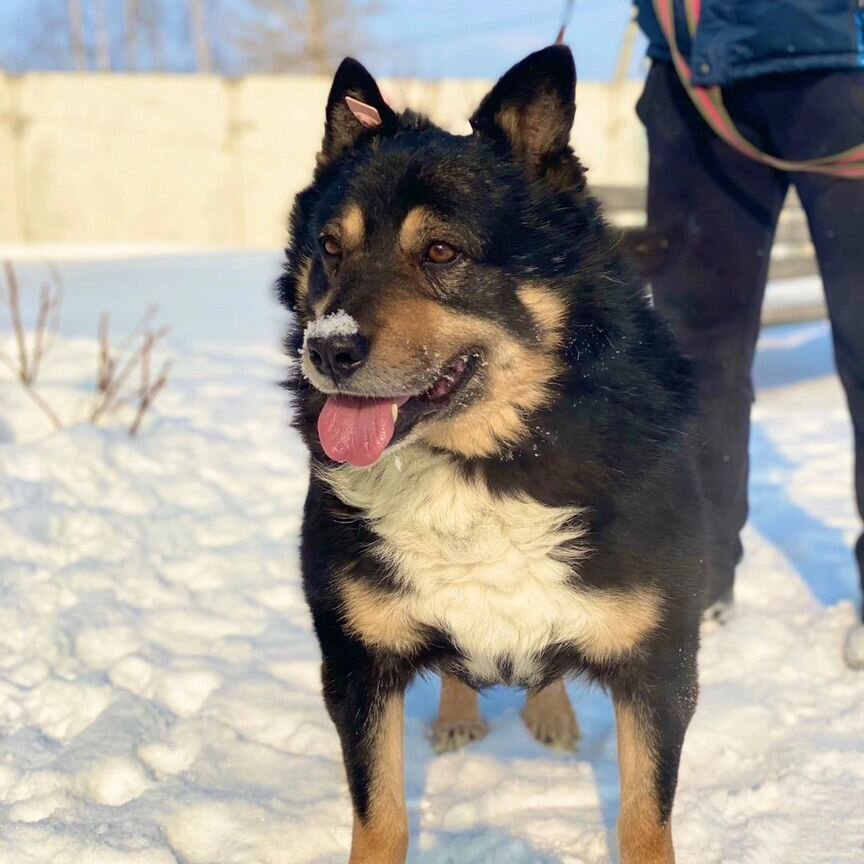 Собака в добрые руки