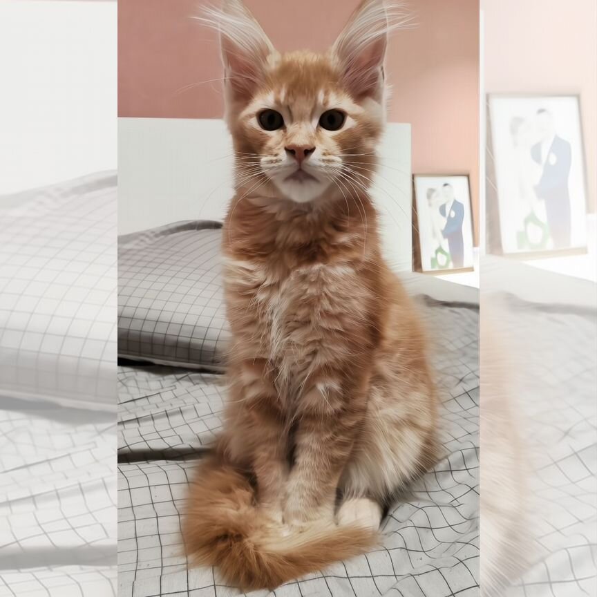 Мейн-кун котёнок