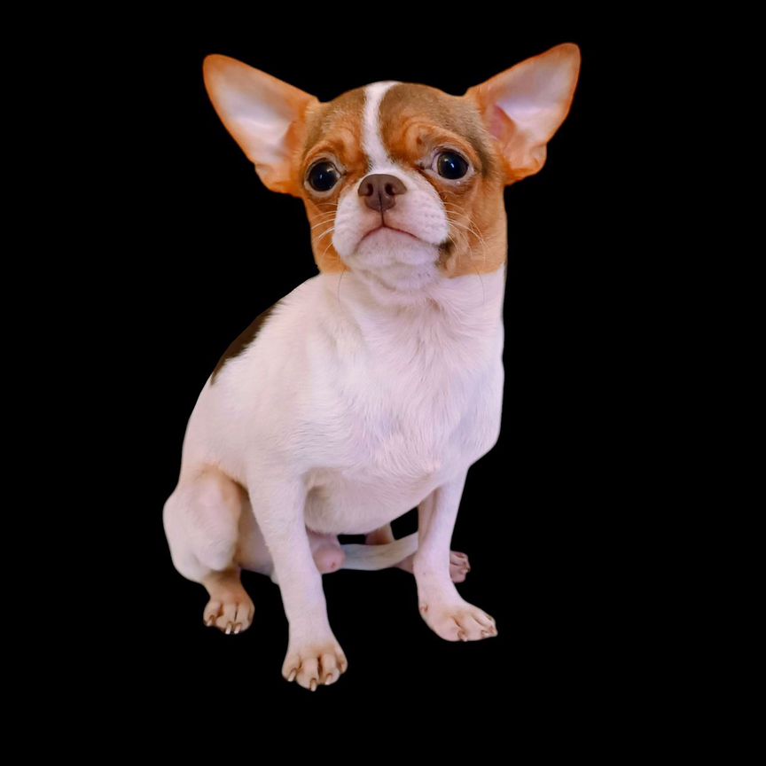 Чихуахуа милейшие братья мини