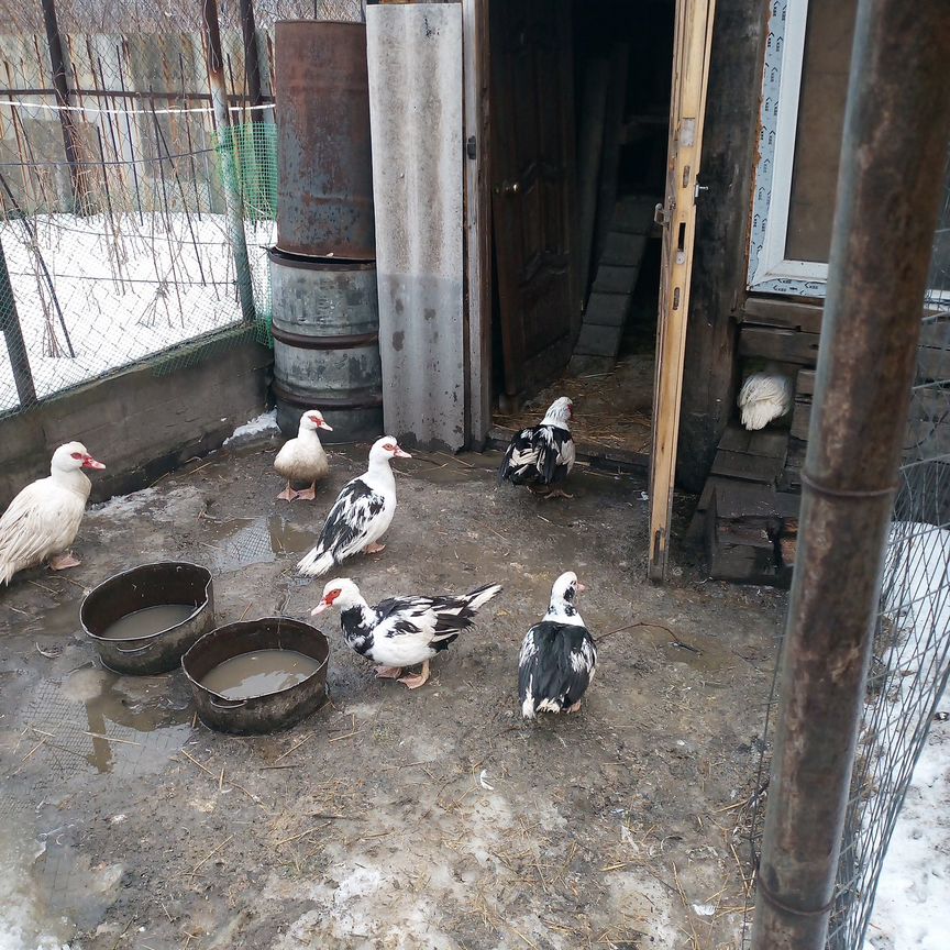 Продам индоуток