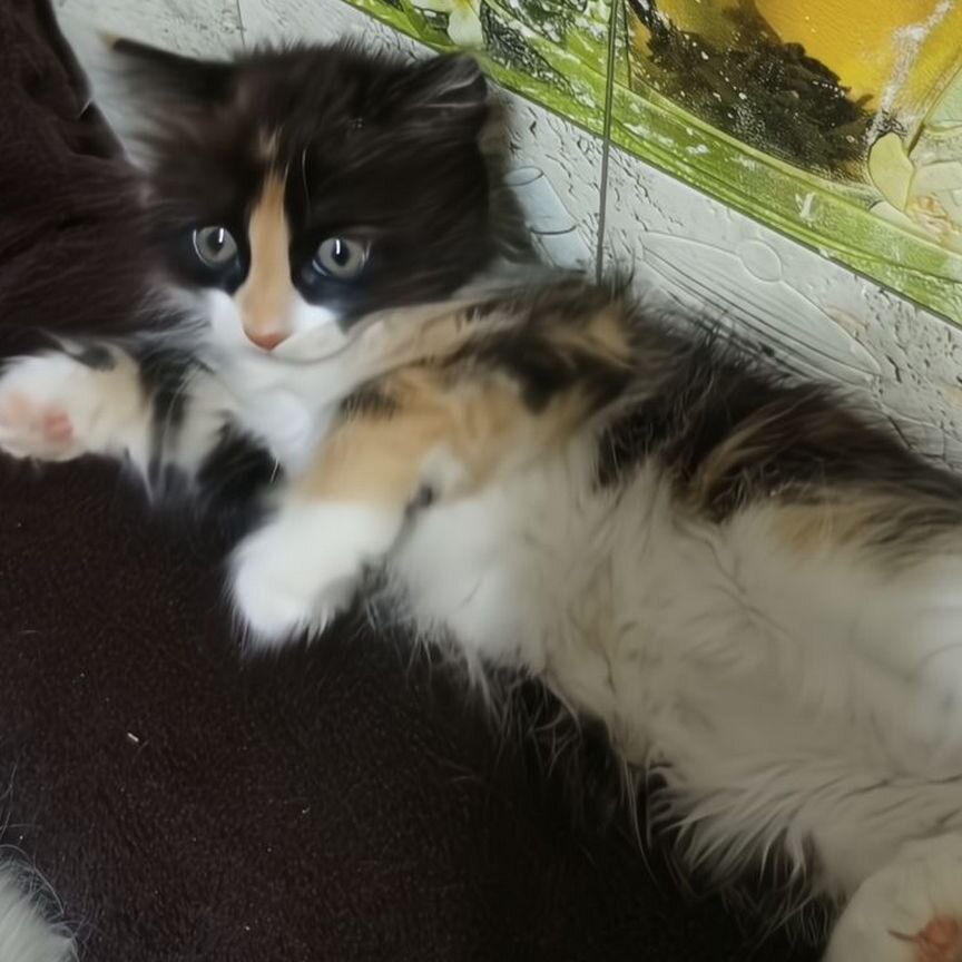 Котёнок в добрые руки