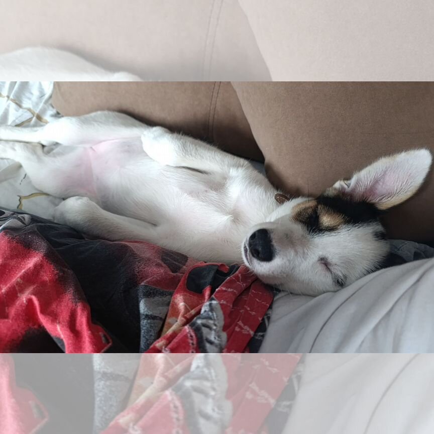 Отдам бесплатно животные