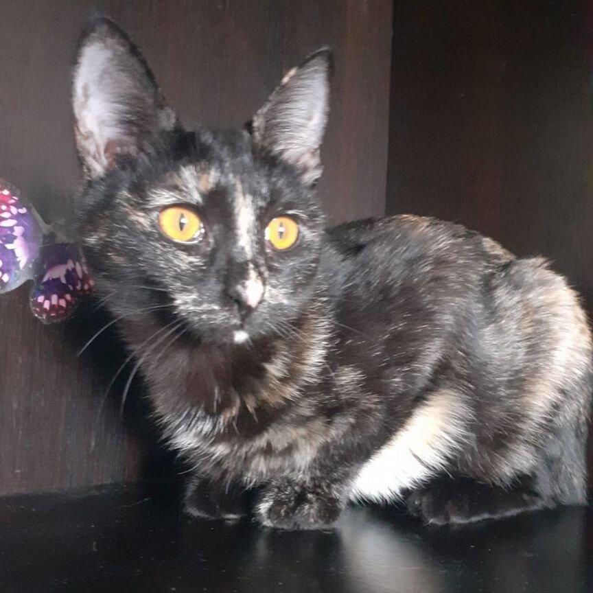 Котенок