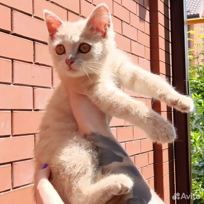 Котёнок отдам рыженькое солнышко