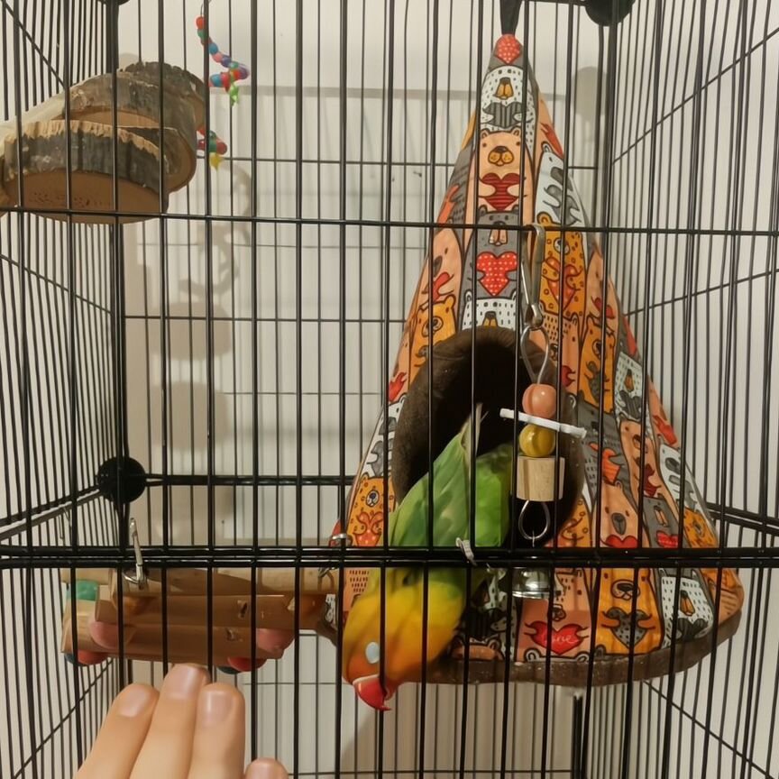 Попугай неразлучник