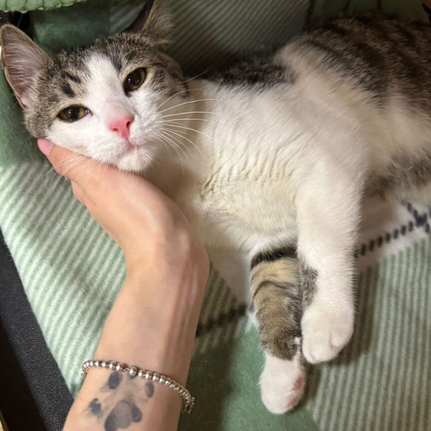 Котёнок в добрые руки