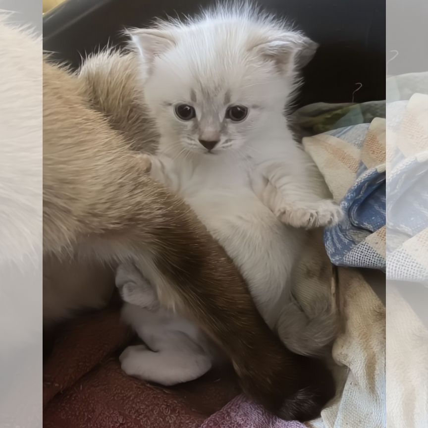 Котёнок в добрые руки