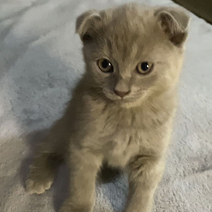 Британские котята