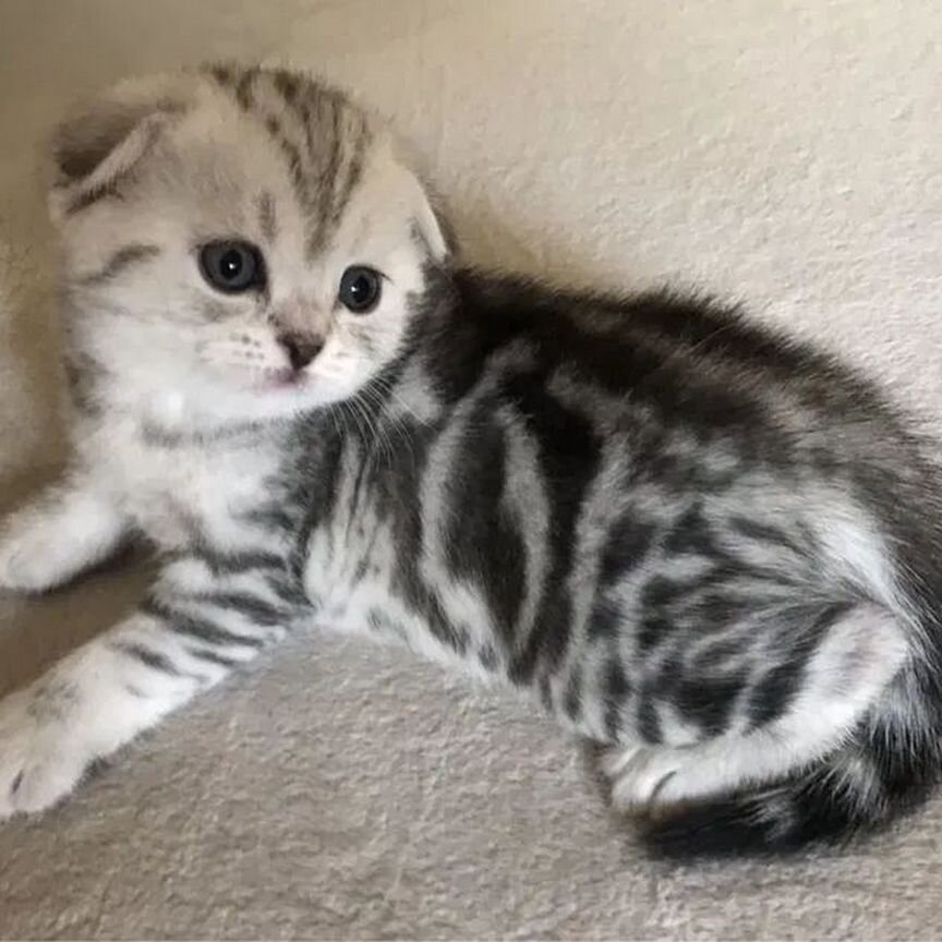 Шотландский кот
