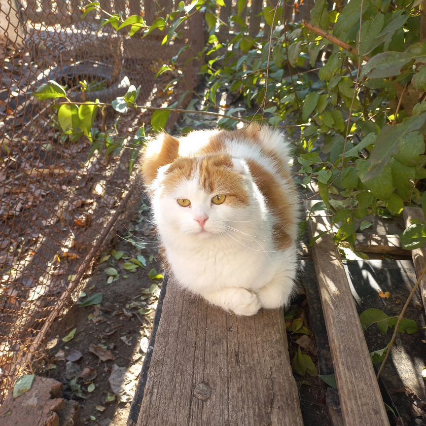 Кот