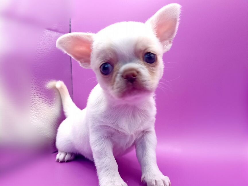 Кремовая девочка чихуахуа