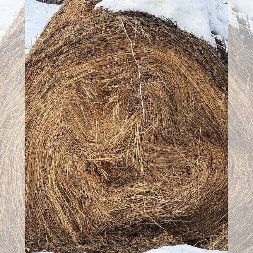 Продам сено в рулонах