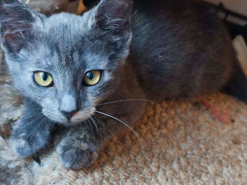 Кошки бесплатно