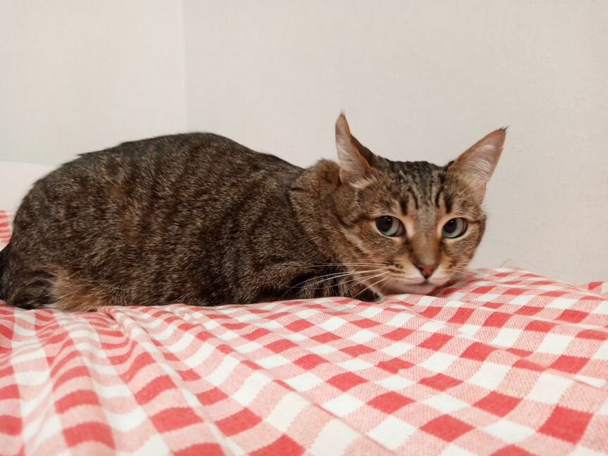 Ласковая Мурочка ищет самого лучшего человека