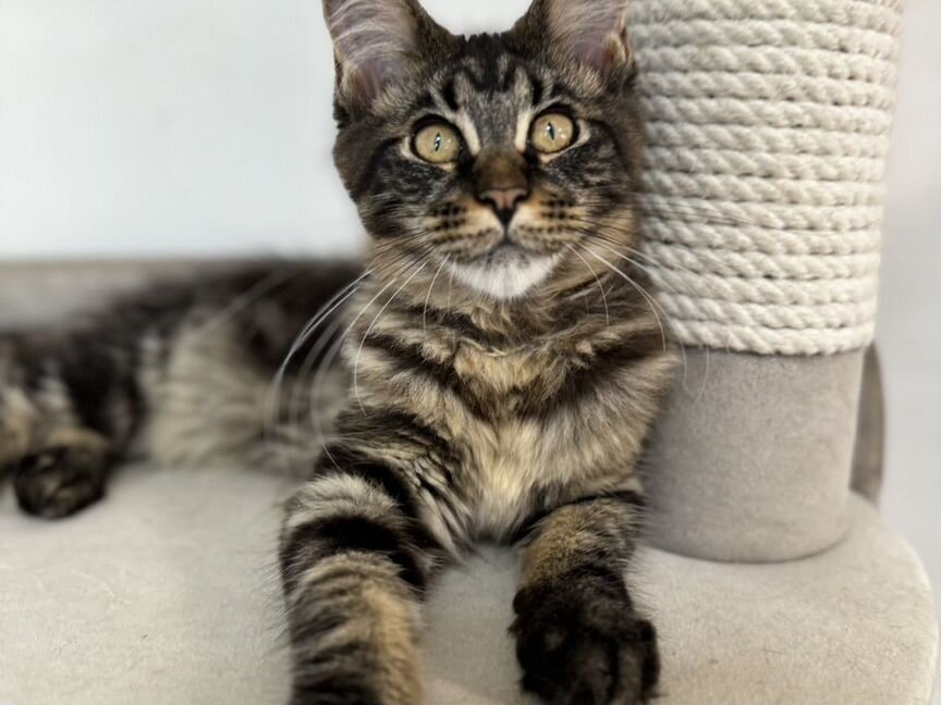 Мейн-кун девочка