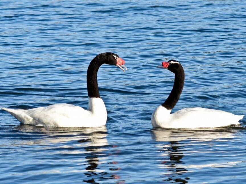 Черношейный лебедь