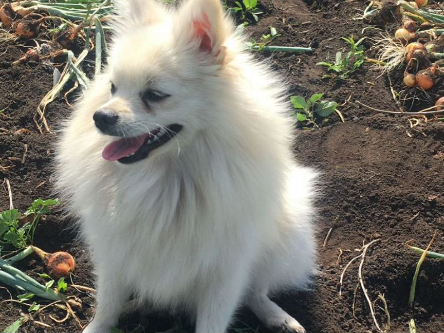 Взрослый шпиц