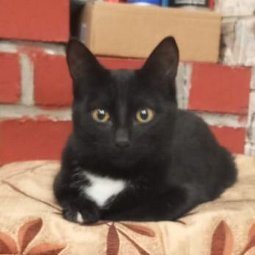 Котенок в добрые руки