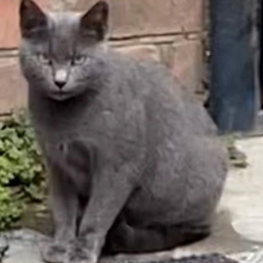 Беременой кошке нужен дом