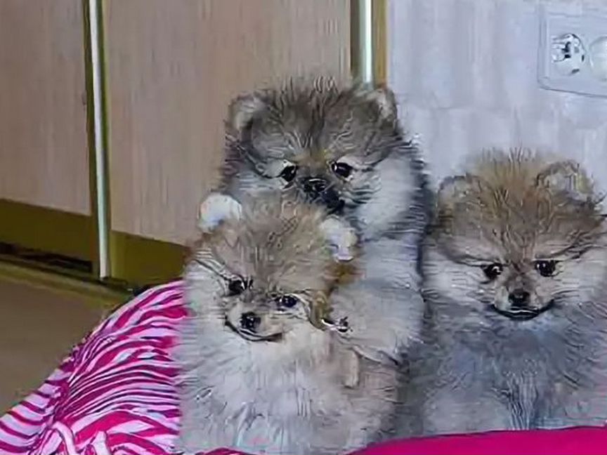 Померанский шпиц медвежьего типа щенки